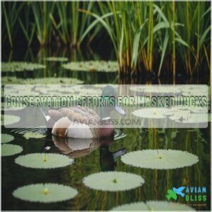 Masked Duck: the Elusive Waterfowl You Won't Believe Exists