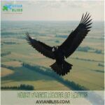 How Fast Can a Crow Fly? Speed, Range, and Fun Facts