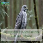 Northern Goshawk Guide: Habitat, Hunting, Conservation & More