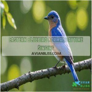 Eastern Bluebird Songs: Chirping Melodies That Captivate the Heart