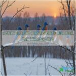 Eastern Bluebird Winter Secrets: Migration, Diet & Roosting Tips