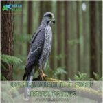 Northern Goshawk Guide: Habitat, Hunting, Conservation & More