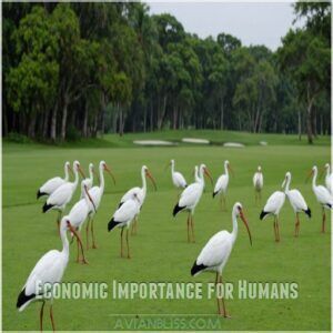 White Ibis: Fascinating Habits, Lifespan, and Habitat Facts