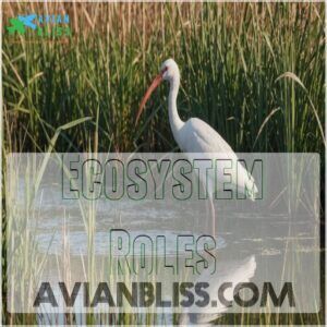 White Ibis: Fascinating Habits, Lifespan, and Habitat Facts