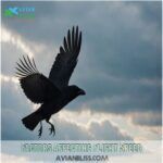 How Fast Can a Crow Fly? Speed, Range, and Fun Facts