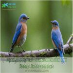 Female Bluebird Traits: ID & Behavior Explained