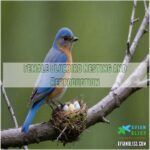 Female Bluebird Traits: ID & Behavior Explained