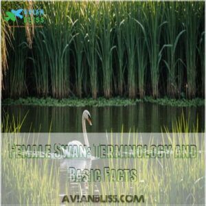 Female Swan Secrets: 10 Surprising Facts About Nature's Elegant Ladies