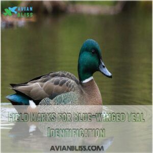 Identification of Blue Winged Teal: 7 Expert Tips for Spotting This Duck
