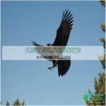 How Fast Can a Crow Fly? Speed, Range, and Fun Facts