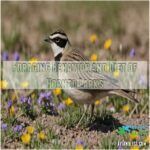 Horned Lark: 7 Fascinating Facts About This Prairie-Loving Bird