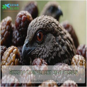 The Surprising Role of a Bird's Gizzard in Digestion