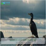 Snow Goose: Migration, Habitat, and Fascinating Facts Revealed