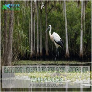 Wood Stork: the Bizarre Bird That's Saving Florida's Wetlands