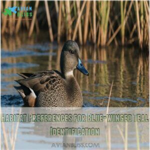 Identification of Blue Winged Teal: 7 Expert Tips for Spotting This Duck