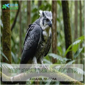 Are Harpy Eagles Dangerous to Humans? Facts & Safety Tips