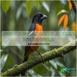 Hooded Pitohui: Deadly Beauty of New Guinea's Toxic Bird Revealed