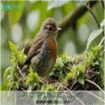 Baby Robin Guide: Appearance, Diet, Care & Fascinating Facts