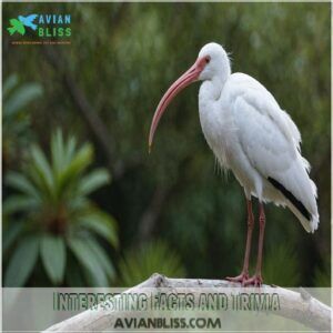 White Ibis: Fascinating Habits, Lifespan, and Habitat Facts