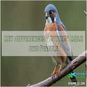 Female American Kestrel: Key Differences & Behaviors Explained