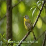 Nashville Warbler: Habitat, Migration, and Identification Guide