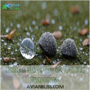 Why is My Birds Poop Watery? 7 Surprising Causes & Quick Solutions