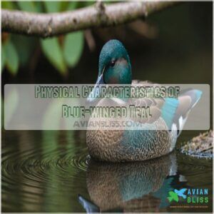 Identification of Blue Winged Teal: 7 Expert Tips for Spotting This Duck