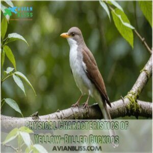 Yellow-Billed Cuckoo: Habitat, Diet, Calls & Conservation