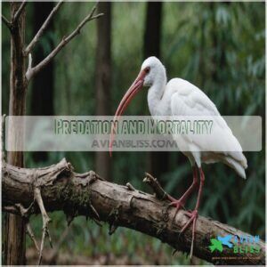 White Ibis: Fascinating Habits, Lifespan, and Habitat Facts
