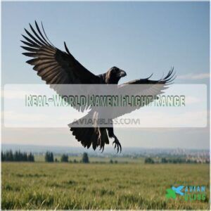 How Fast Can a Crow Fly? Speed, Range, and Fun Facts