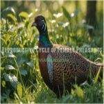 Female Pheasant Secrets: 10 Surprising Facts You Never Knew (7 Shocks!)