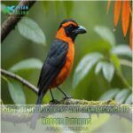 Hooded Pitohui: Deadly Beauty of New Guinea's Toxic Bird Revealed