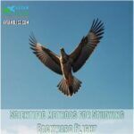 Bird Fly Backwards: Nature's Aerial Acrobats Defy Gravity!