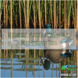Identification of Blue Winged Teal: 7 Expert Tips for Spotting This Duck