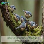 Pygmy Nuthatch: Habitat, Behavior, and Conservation Insights