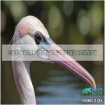 Spoonbills: Habitat, Diet, Behavior, and Conservation Secrets