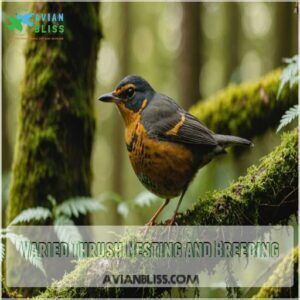 Varied Thrush: Habitat, Calls, and How to Spot This Elusive Bird