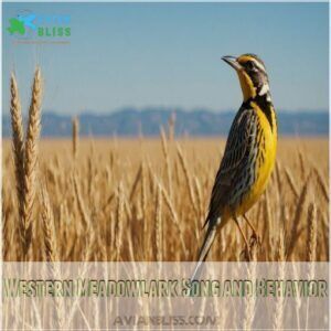 Western Meadowlark: Habitat, Diet, and Conservation Facts