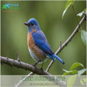 Eastern Bluebird Songs: Chirping Melodies That Captivate the Heart
