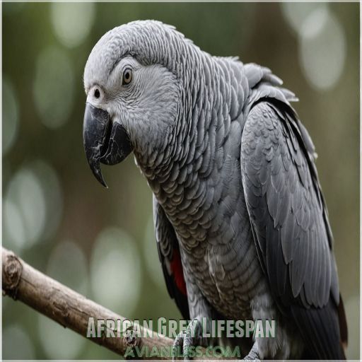 African Grey Parrot: Care Tips, Lifespan, and Intelligence