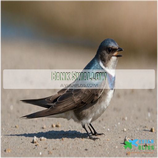 Swallows in Virginia: Top Species & Habitats to Know