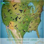 Bird Identification by Location: Guide to Spotting Nearby Birds