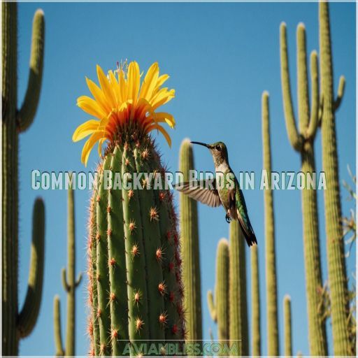 Common Birds in Arizona: Top Species You Should Know!
