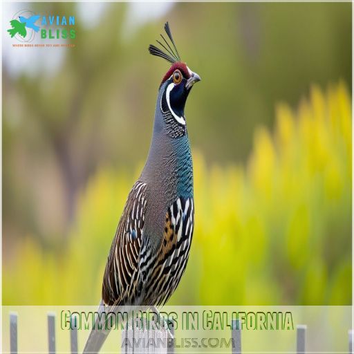 Common Birds in California: Must-See Species Guide!