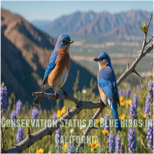 Blue Birds in California: Species, Habitats, and Identification