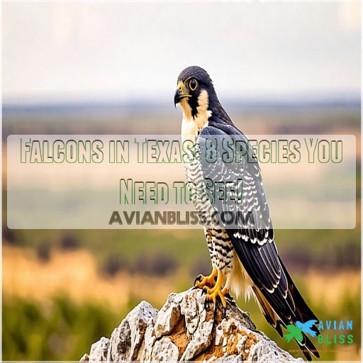Falcons in Texas: 8 Species You Need to See!