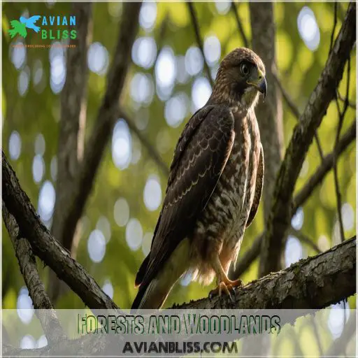 Hawks in Florida: Guide to Spotting These Magnificent Birds