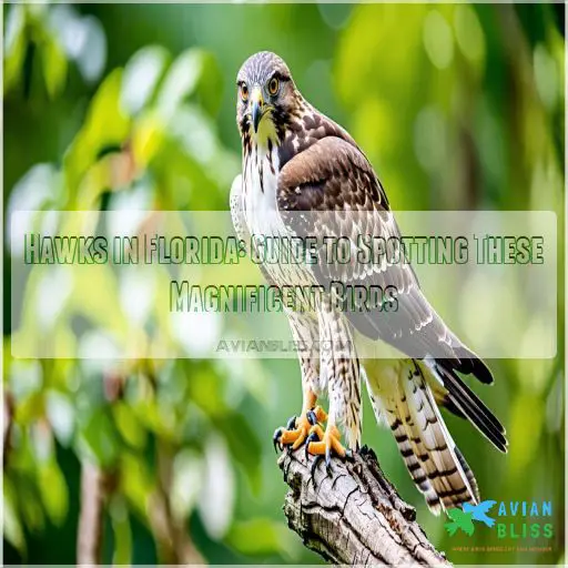 Hawks in Florida: Guide to Spotting These Magnificent Birds