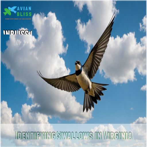 Swallows in Virginia: Top Species & Habitats to Know