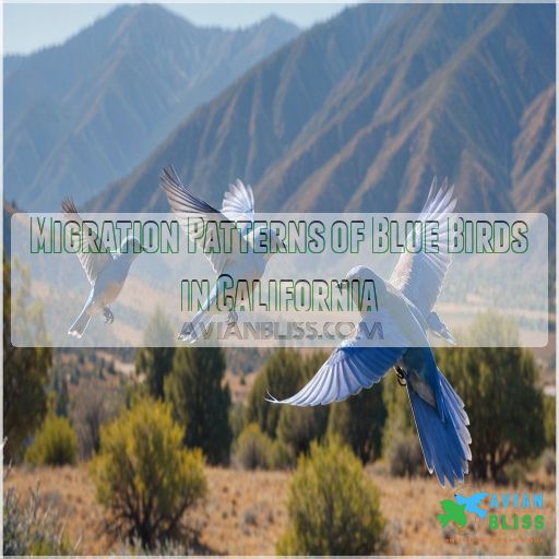 Blue Birds in California: Species, Habitats, and Identification